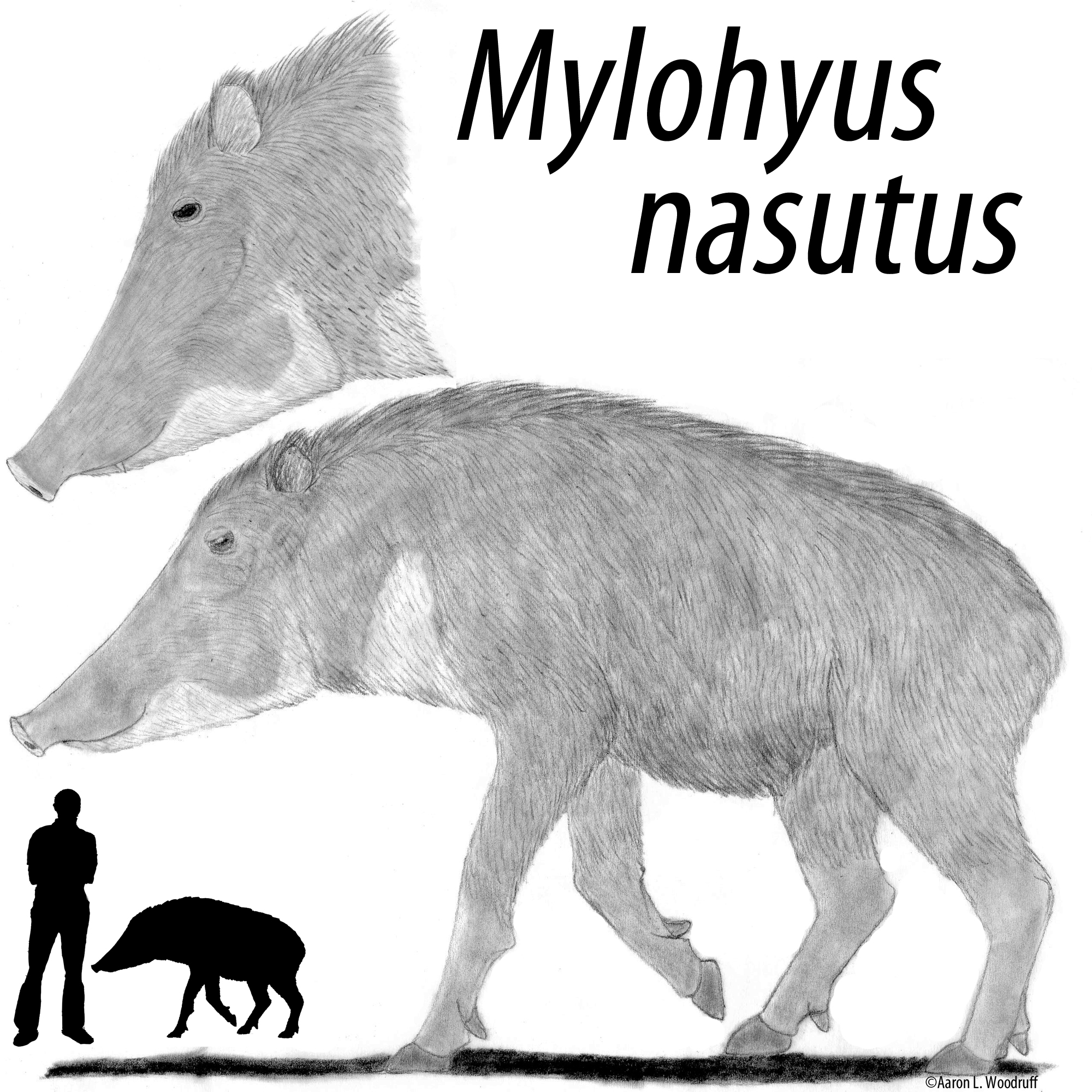 America’s original razorbacks | TwilightBeasts