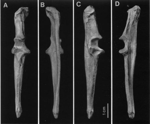 When is an aardvark not an aardvark? When it’s from Madgascar ...