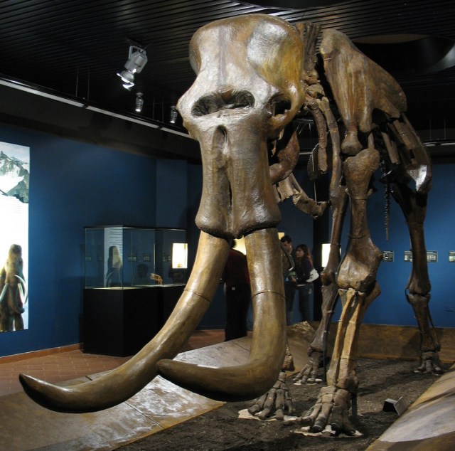 The first Mammoth of the Steppes | TwilightBeasts