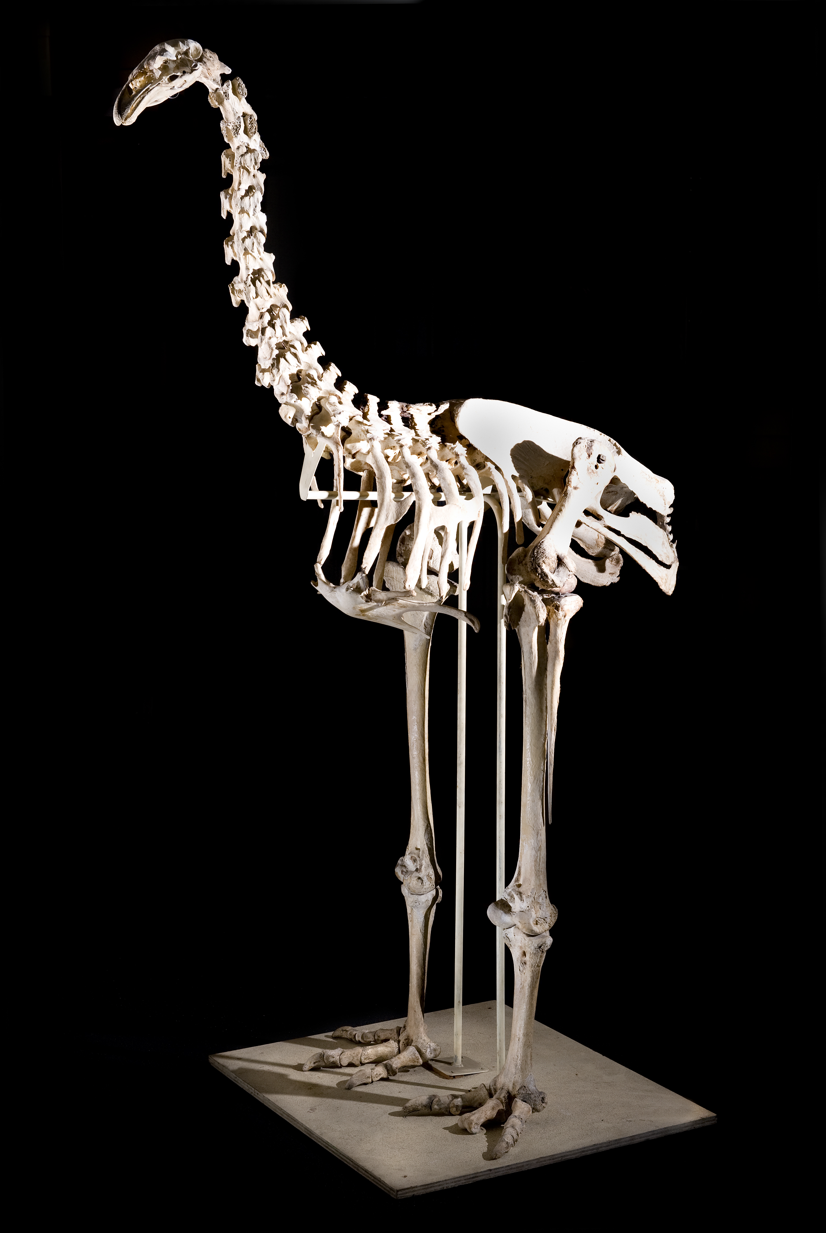 elephant bird skeleton