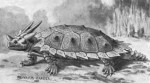 Turtle Power | TwilightBeasts