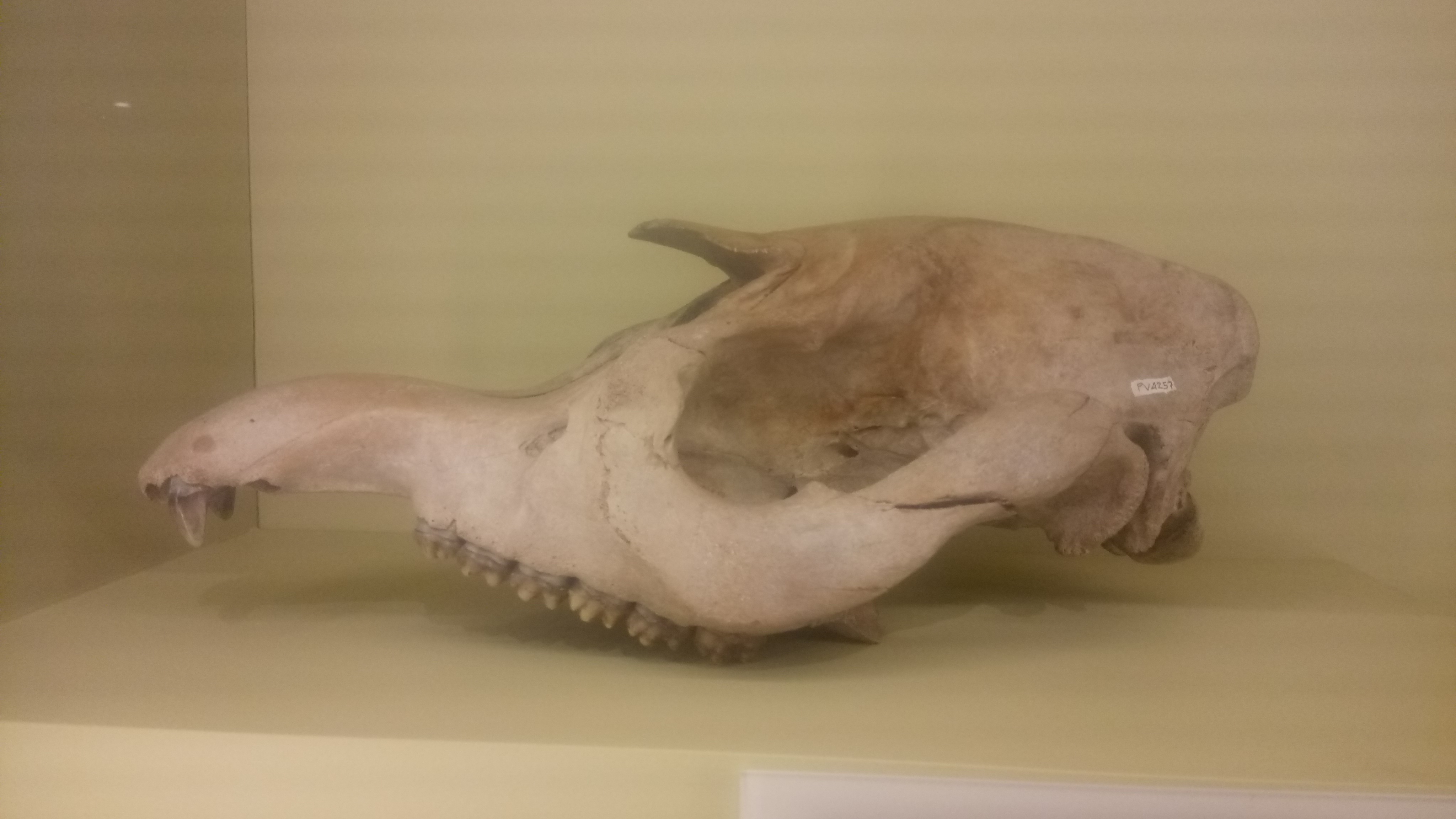 Dreamcatchers | TwilightBeasts